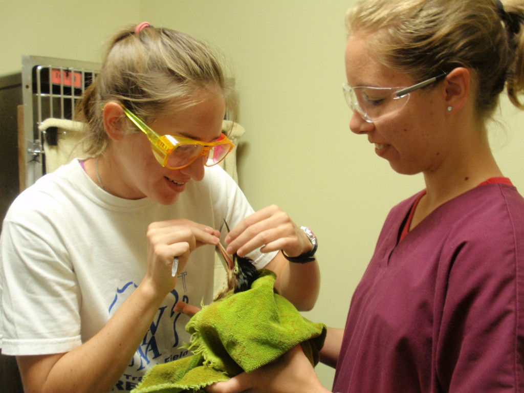 - Wildlife In Need Center