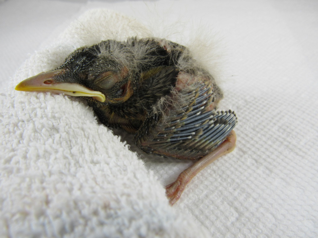 Baby Songbird - Wildlife In Need Center
