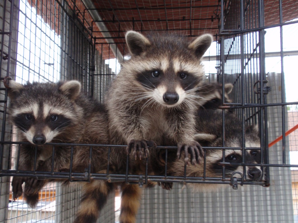 WINC Annual Banquet Copy - Wildlife In Need Center