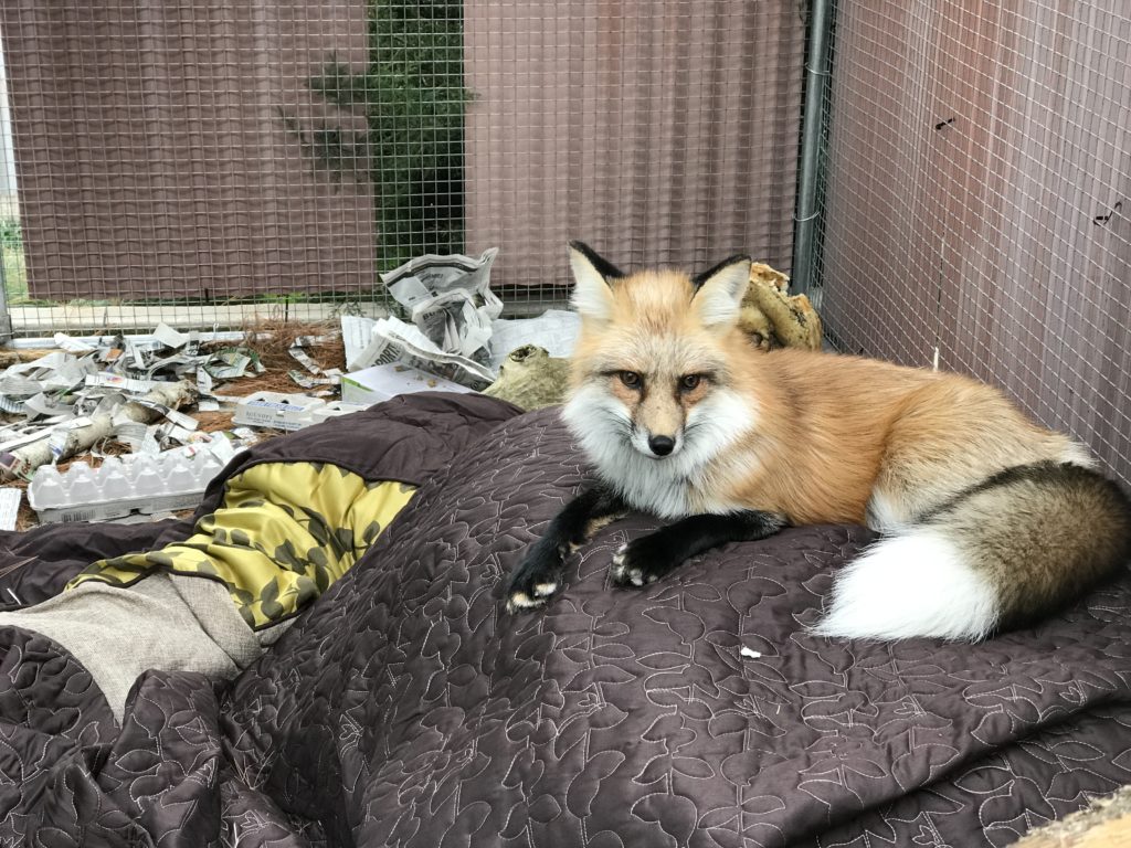 24 red fox - Wildlife In Need Center