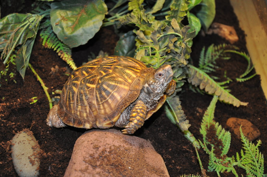 Jewel box ornate turtle - Wildlife In Need Center
