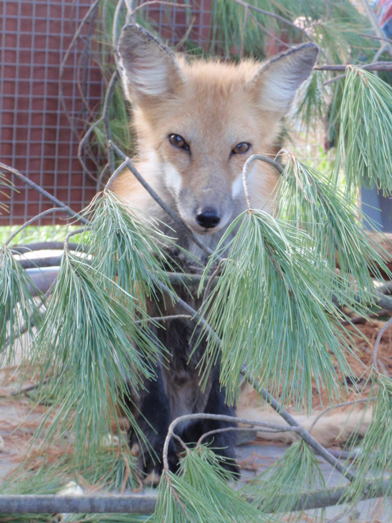 Adopt an Animal - Wildlife In Need Center