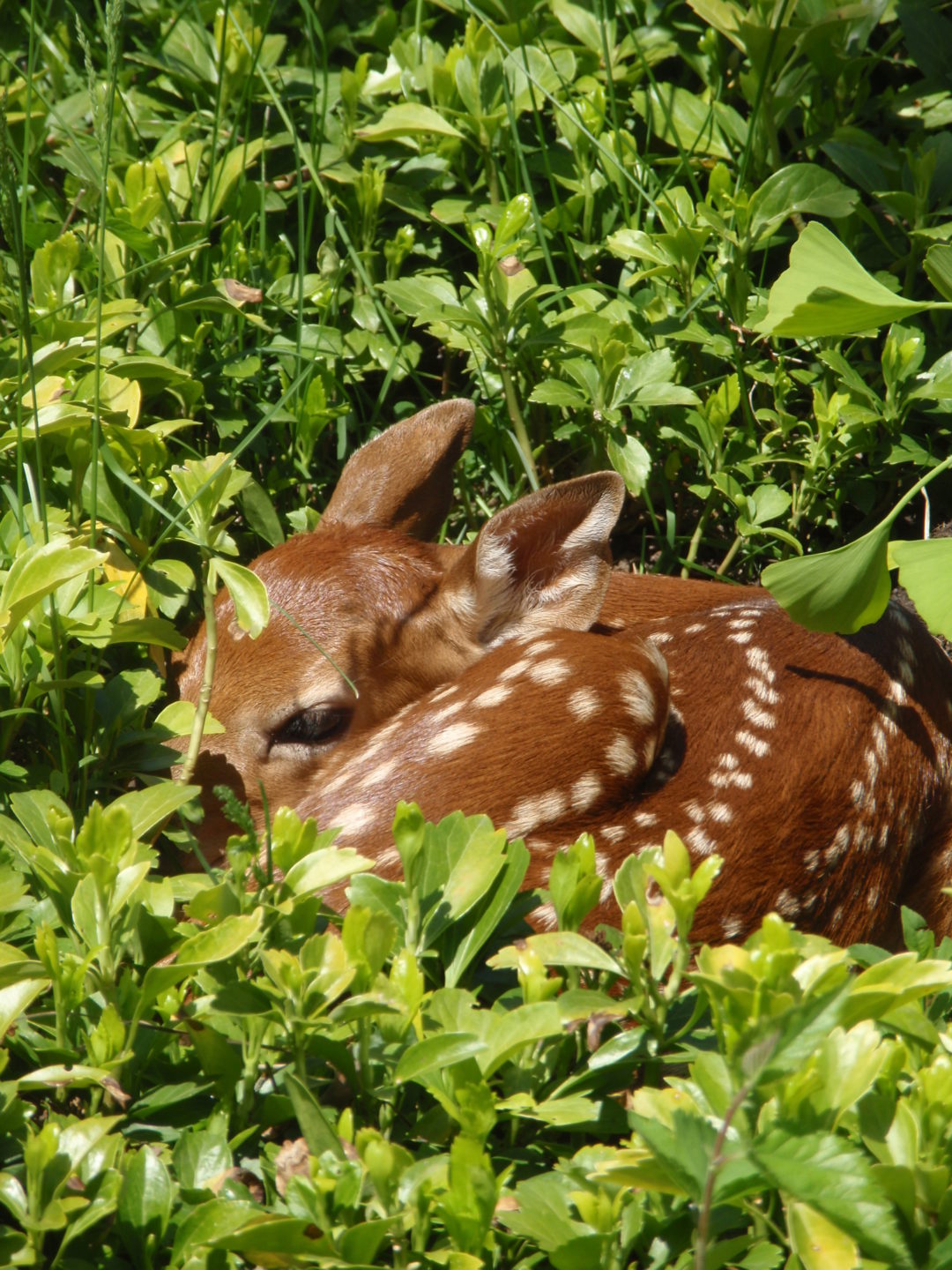 Adopt an Animal - Wildlife In Need Center