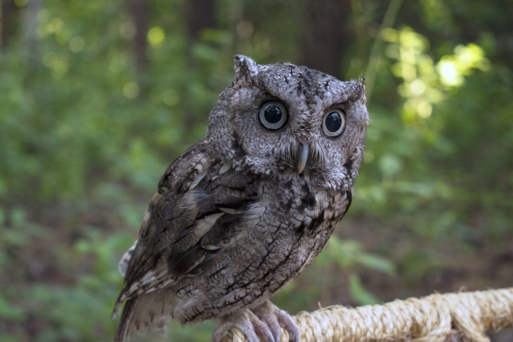 Wildlife In The Park at Cory Park - Wildlife In Need Center