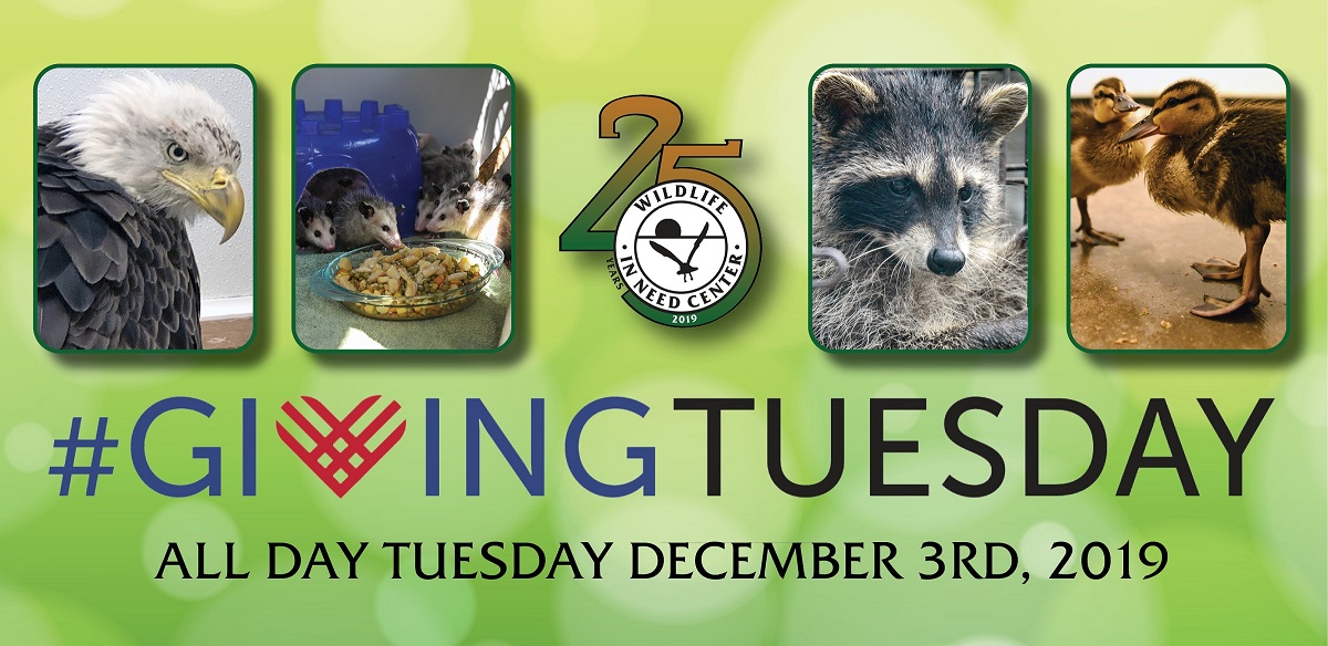 Giving Tuesday Banner reduced - Wildlife In Need Center