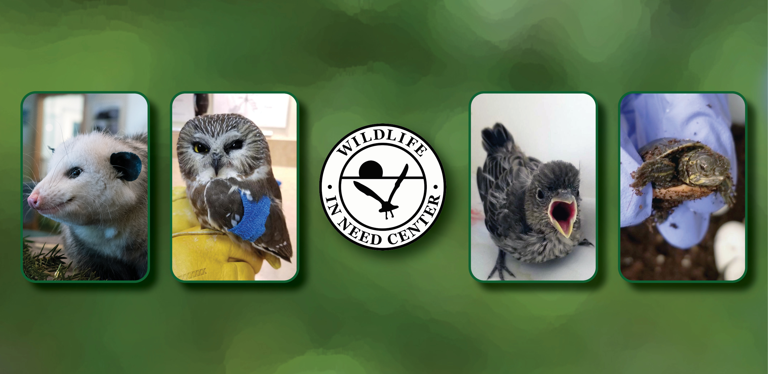 Facebook Learn More - Wildlife In Need Center