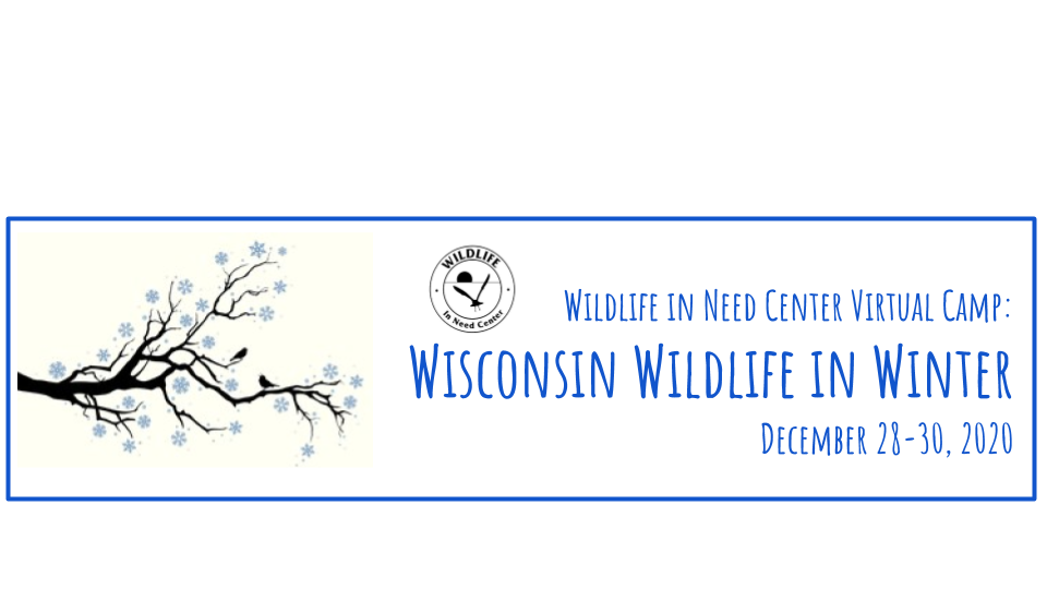 Wildlife in Need Center Virtual Camp_ Wisconsin Wildlife in Winter ...
