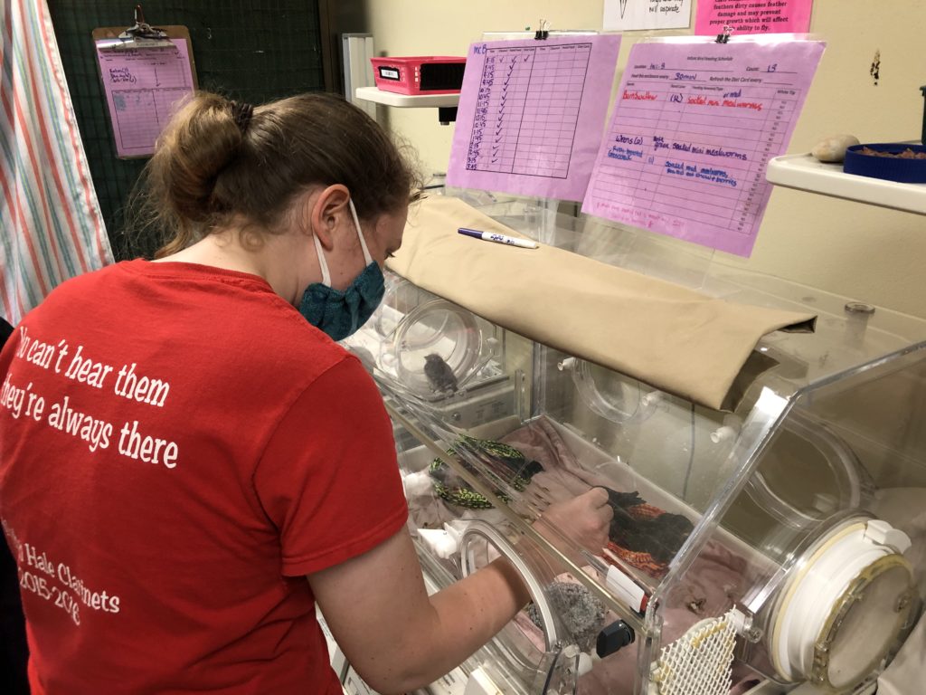 What We Do - Wildlife In Need Center