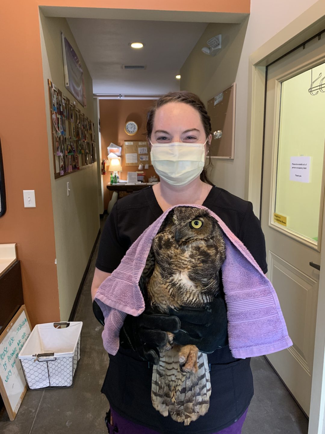 Internship Opportunities - Wildlife In Need Center