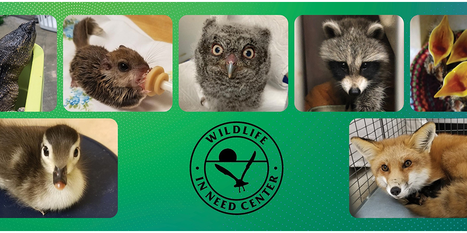 hero-Wildlife-in-need - Wildlife In Need Center