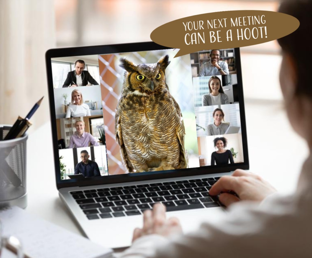 Wildlife Education - Wildlife In Need Center