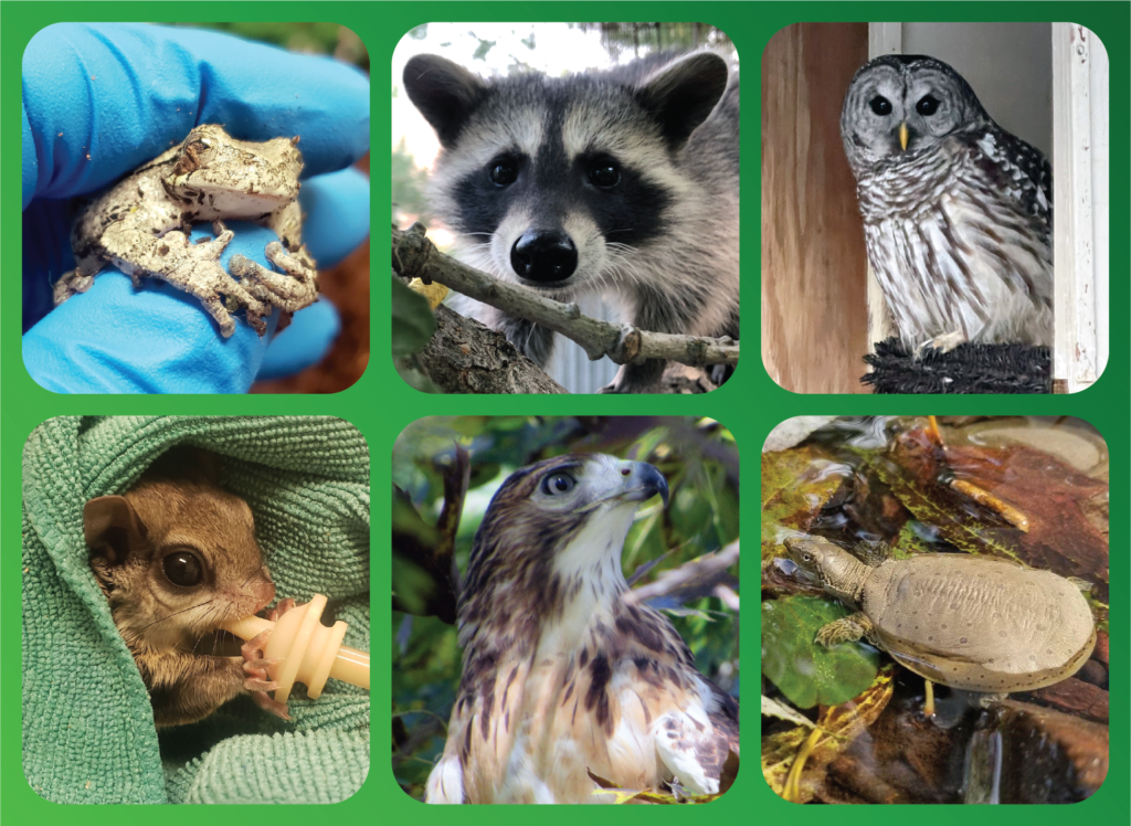 Banquet invite collage-02 - Wildlife In Need Center