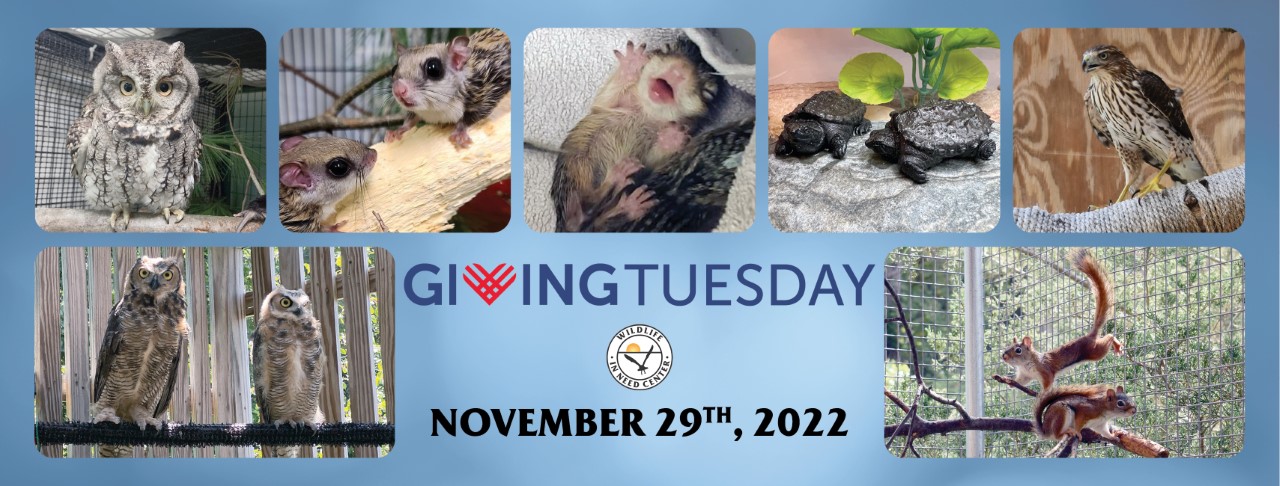 thumbnail_Giving Tuesday 2022 - Wildlife In Need Center
