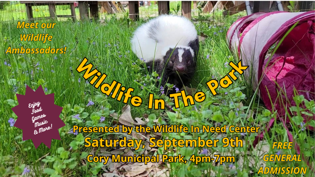Wildlife In The Park - Wildlife In Need Center