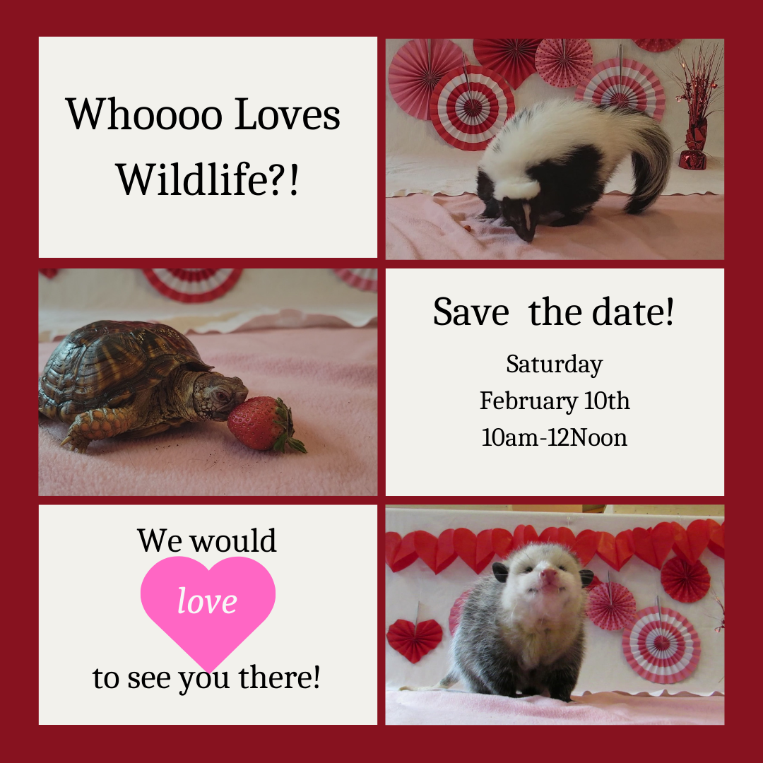 WLW 24 Savethedate - Wildlife In Need Center