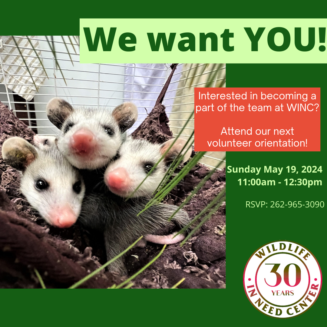 2024 Volunteer Orientation Graphics (4) - Wildlife In Need Center